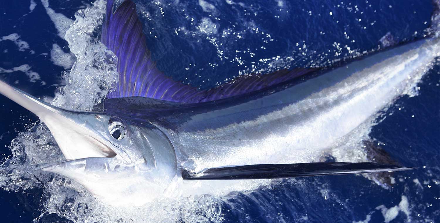 Pesca del Marlin Azul – TRAFALGAR CHARTERS